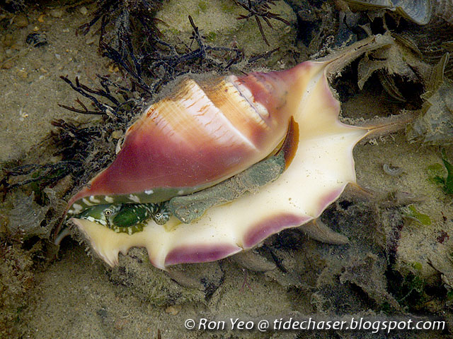tHE tiDE cHAsER: Conches (Phylum Mollusca: Family Strombidae) of Singapore