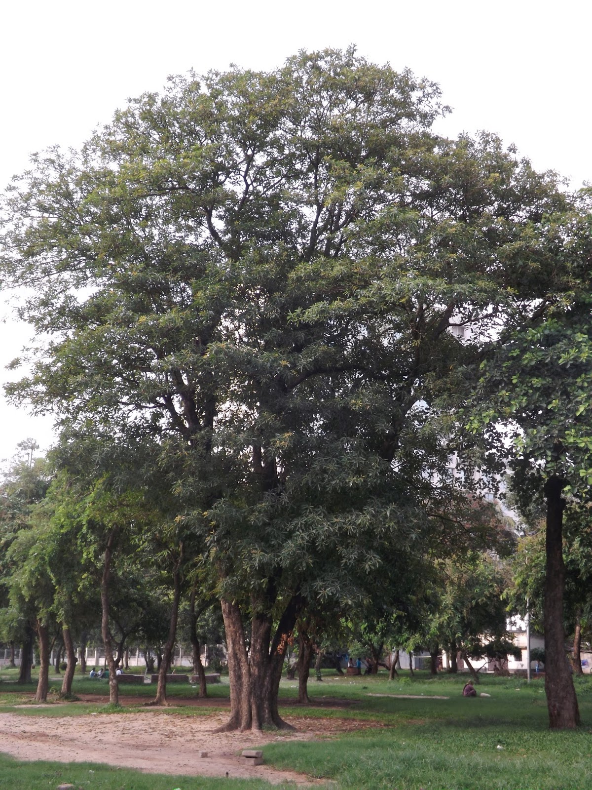 Mahua Tree