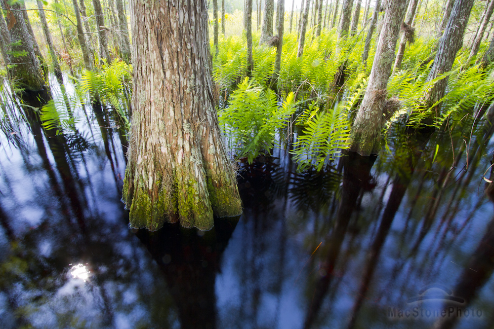 Mac Stone Photography Blog: Green Swamp