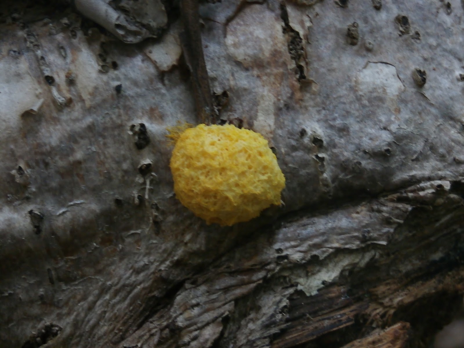 Yellow sponge like fungus in Michigan forest : r/mycology
