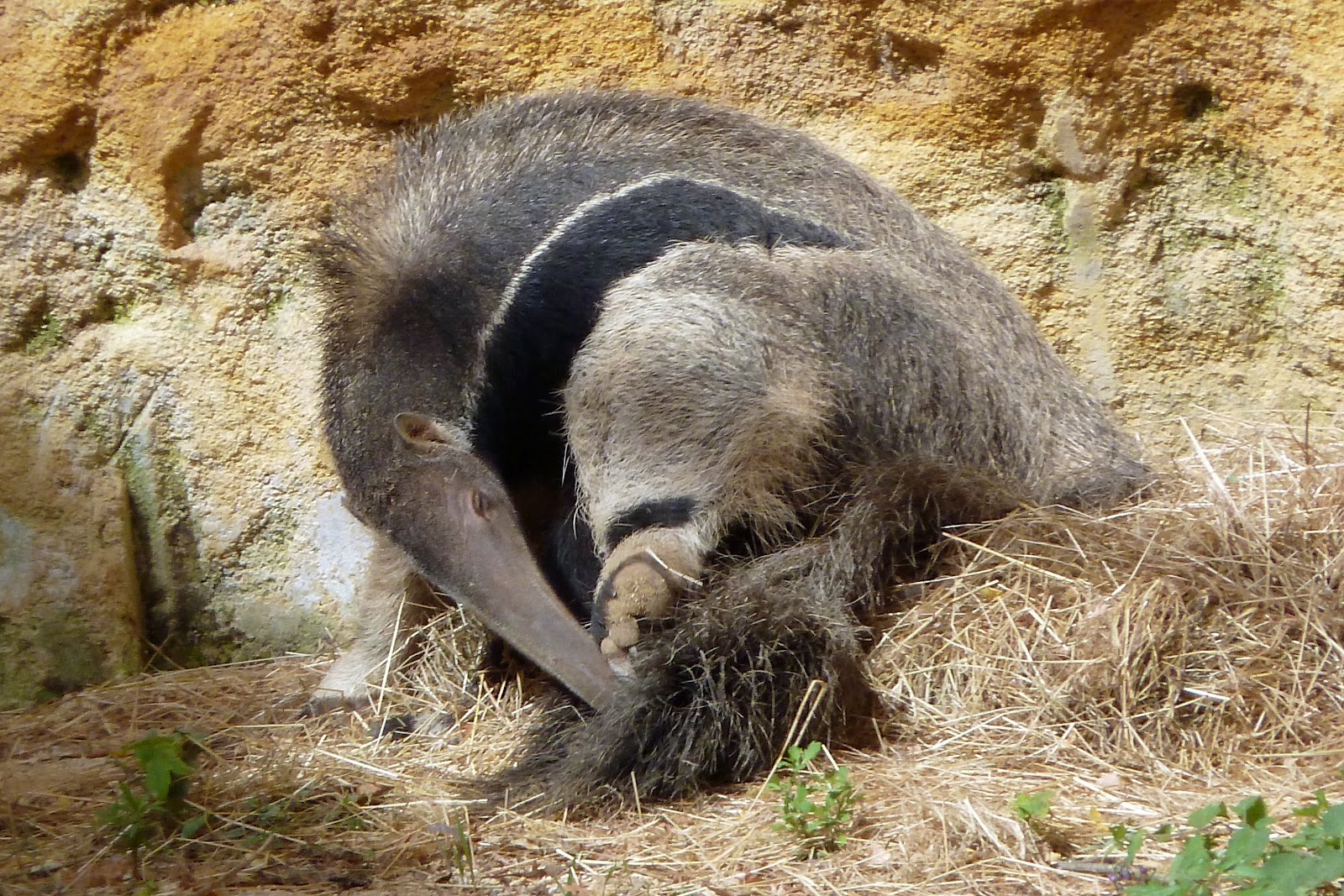 Anteater