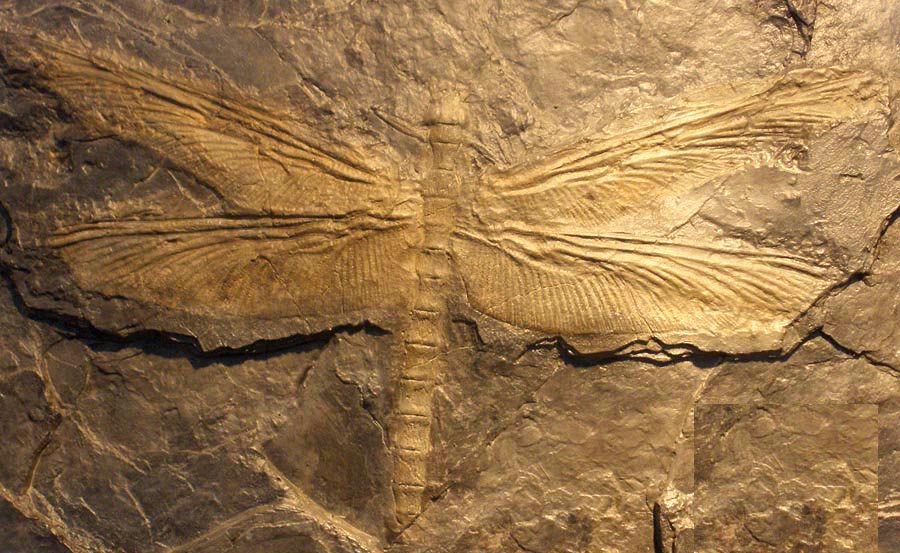 LAND OF THE DEAD: THE MAGNIFICENT, GIANT (AND UNFORTUNATELY EXTINCT ...