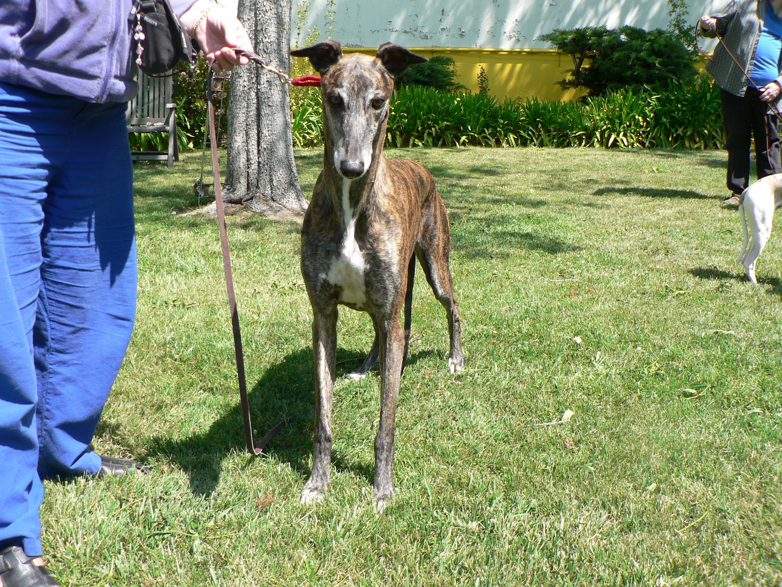 Aragon Greyhounds: Greyhound Ear Set