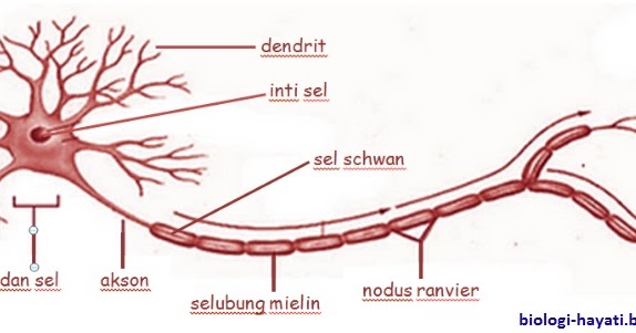 Bagian-bagian Sel Saraf