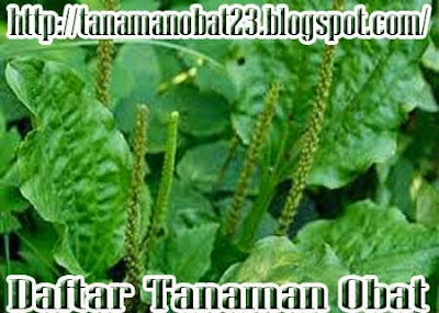 Manfaat Dan Khasiat Daun Sendok (Plantago mayor L.)