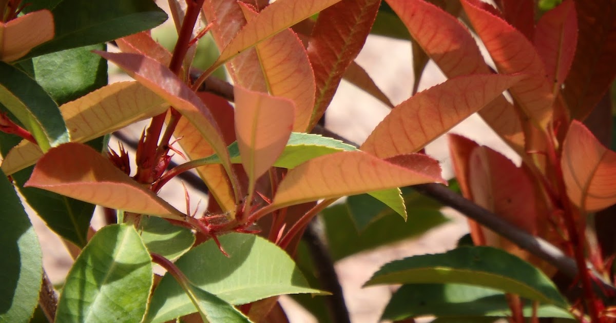 Photinia Serruláta (Fotinia)