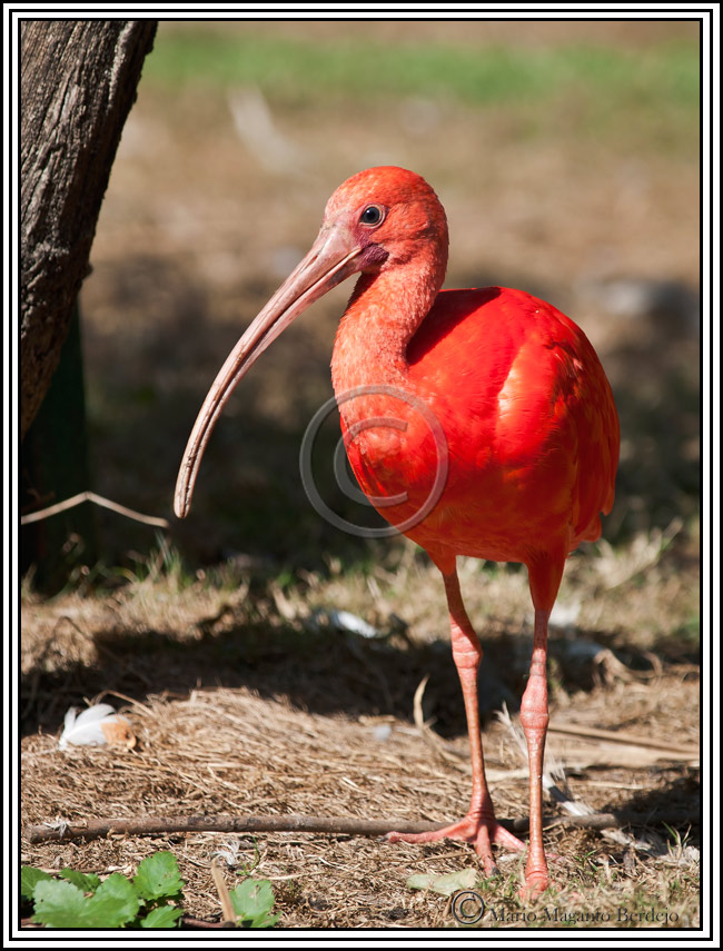 PERDIDO EN EL AMAZONAS: Eudocimus ruber (Ibis escarlata, corocoro ...