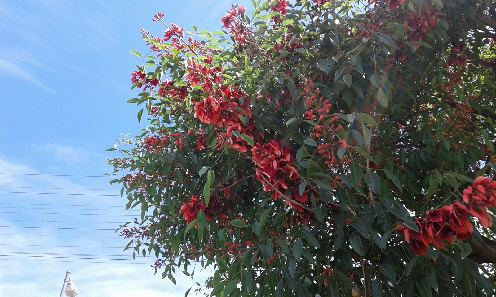 el ceibo en la plaza de mendeville aldo bonzi regalo de myri