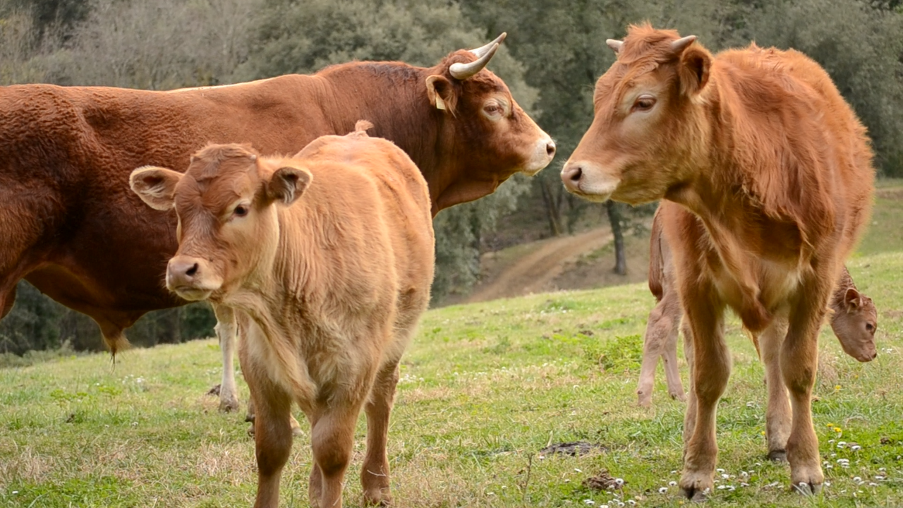 Anem a veure VAQUES! | Càmping l'Alguer