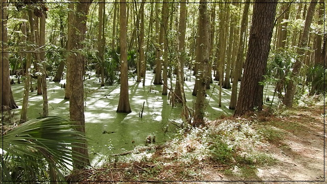 " Welcome to Lavender Dreams ": The Beauty of Florida Swamps