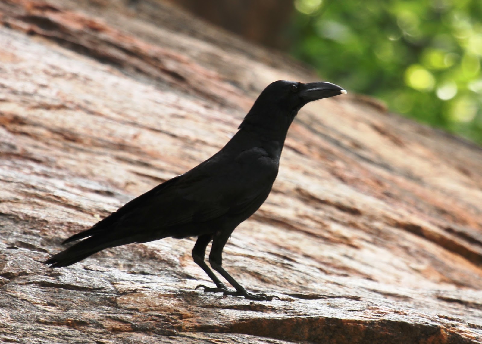 Neil's Daily Bird: 130 : Indian Jungle Crow
