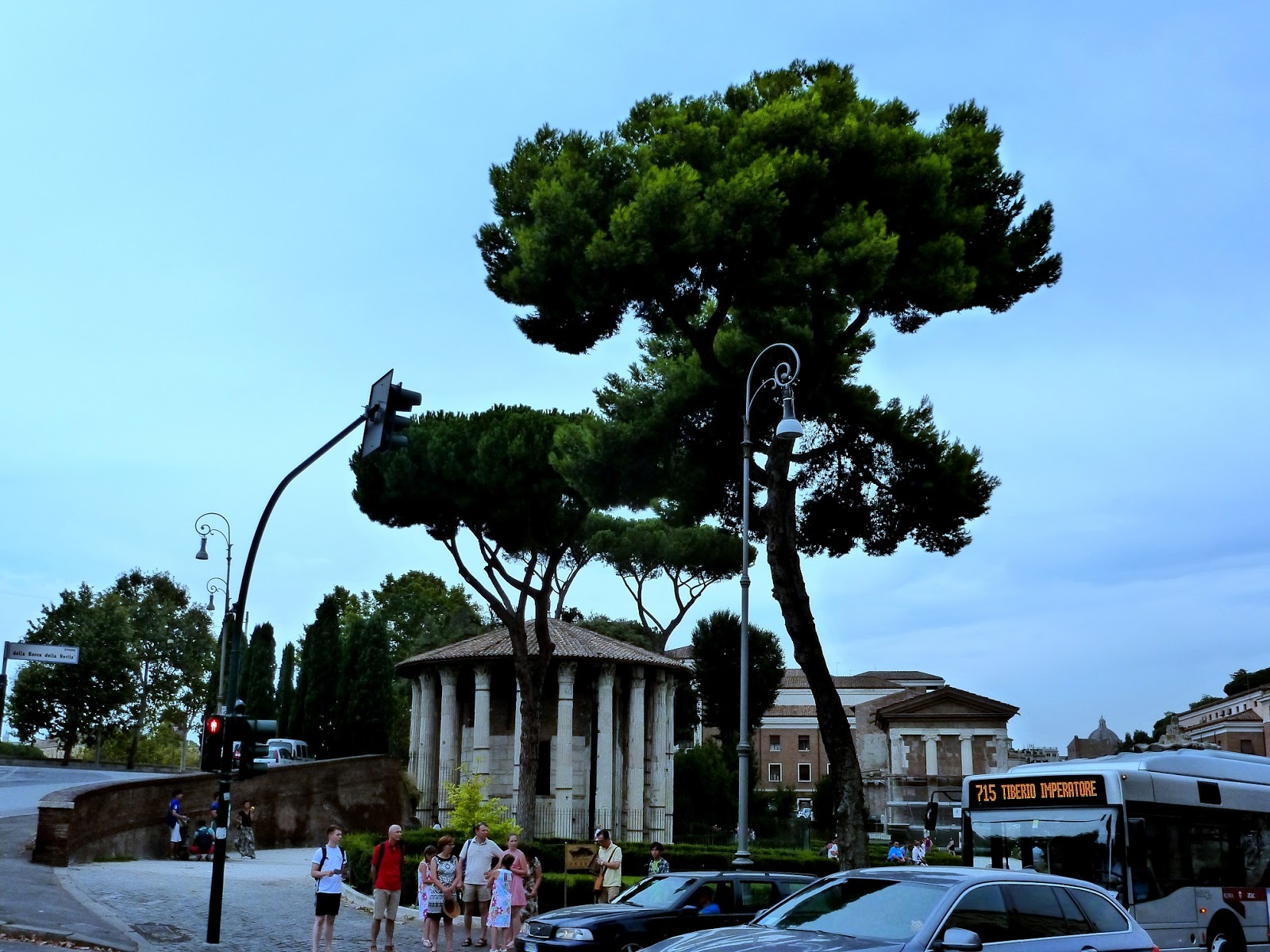 Árboles con alma: Pino piñonero. Pi pinyer. (Pinus pinea)