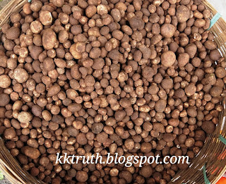 Thoughts unlimited - मन की उड़ान !: Rugra, (रुगड़ा), Phutka, Puttu - A ...