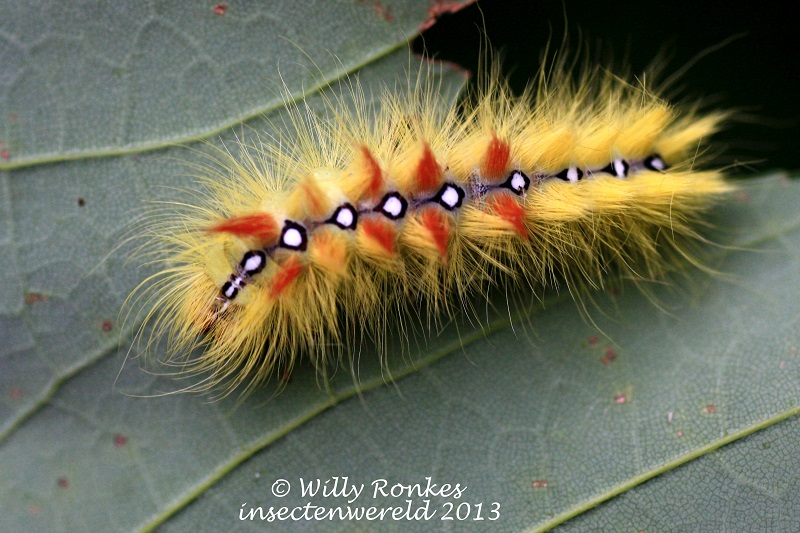 INSECTENWERELD: Bont schaapje