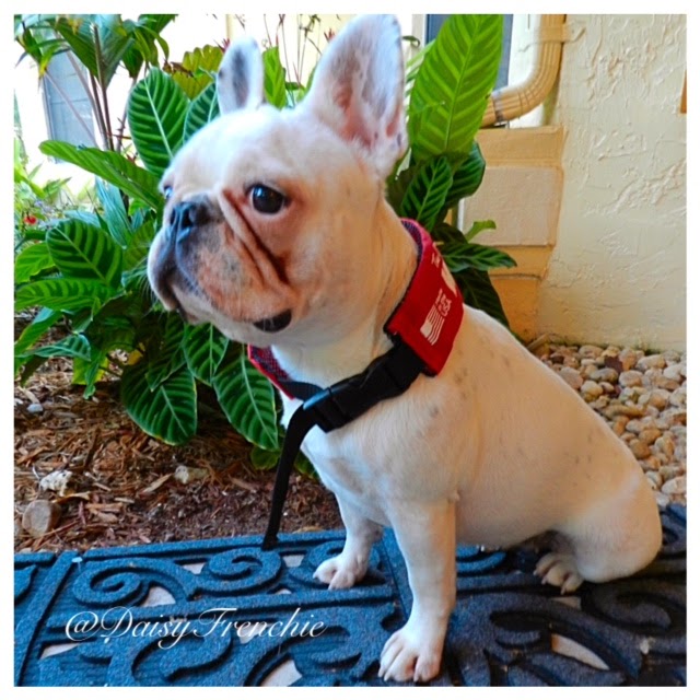 Daisy The French Bulldog: Keeping Kool with Kool Collar