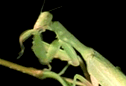 The Praying Mantis