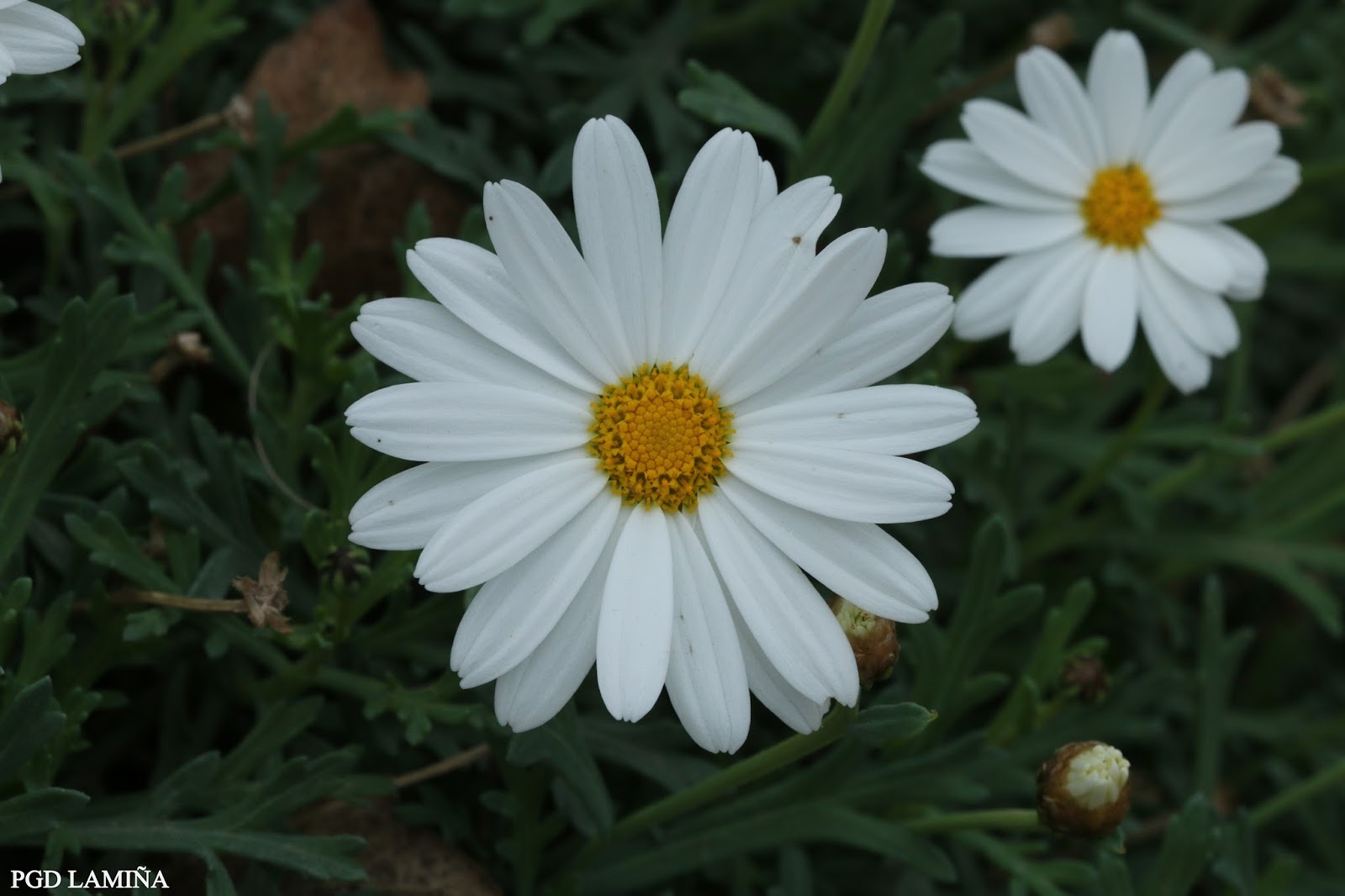 MATRICARIA MARITIMA. matricaria.