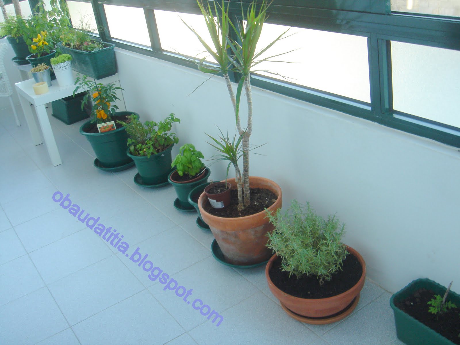 O Baú da Titia: A minha horta...na varanda