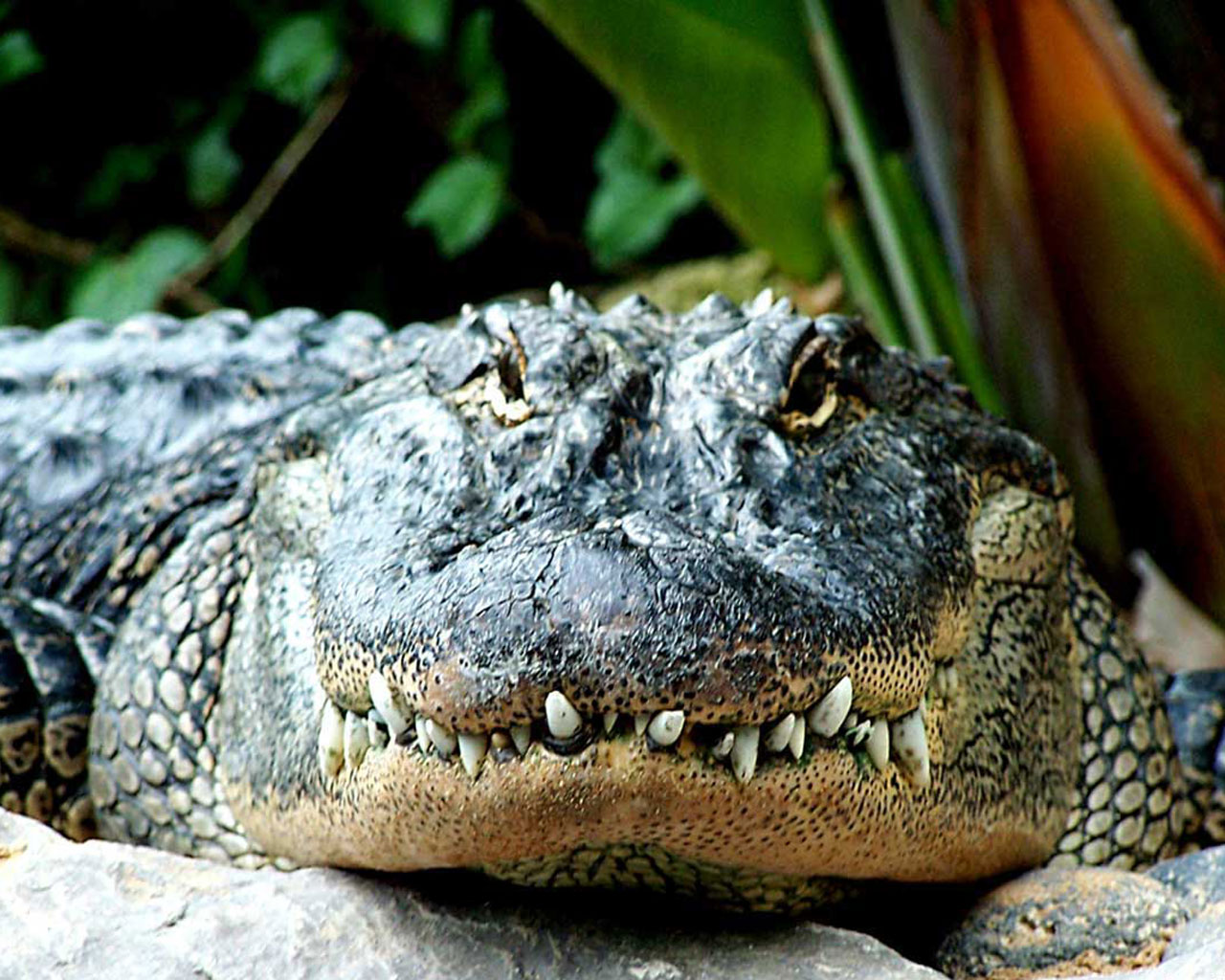 IMÁGENES Y FOTOS DE ANIMALES: Cocodrilos