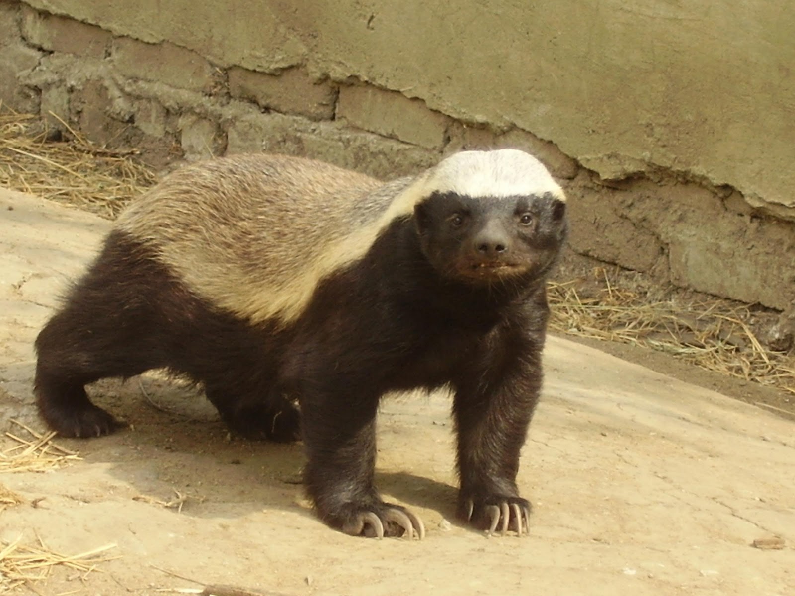 El ojo del buitre: Tejón melero (Mellivora capensis)