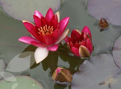 Din Delta Dunării: 15 lucruri de știut despre nuferi