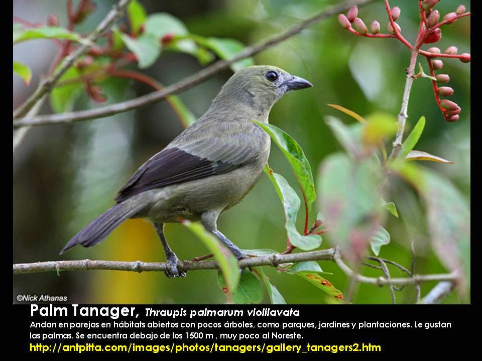 Paisajismo, pueblos y jardines: Mejores fotos de aves de Costa Rica y ...