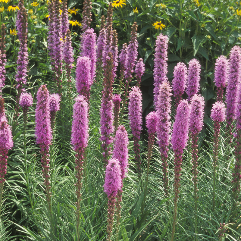 Flowers: Liatris