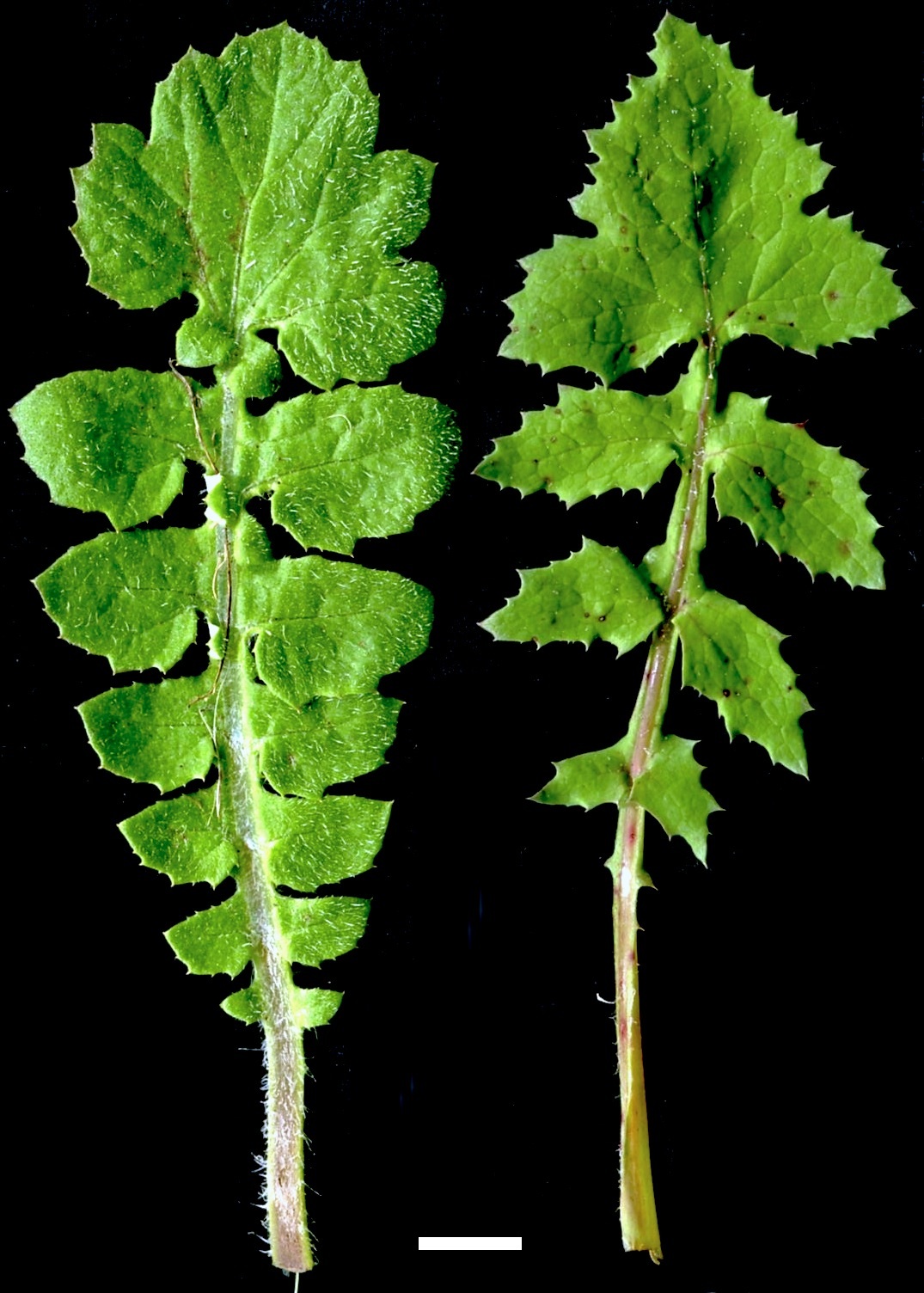 Theobrominated: Wednesday wildflower: Cape weed