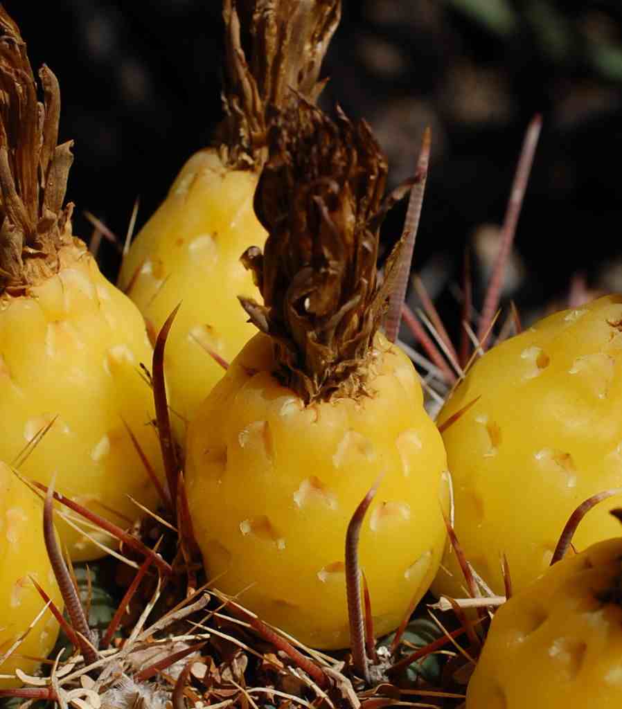 PlantWerkz: Fishhook Barrel Cactus - Ferocactus Herrerae