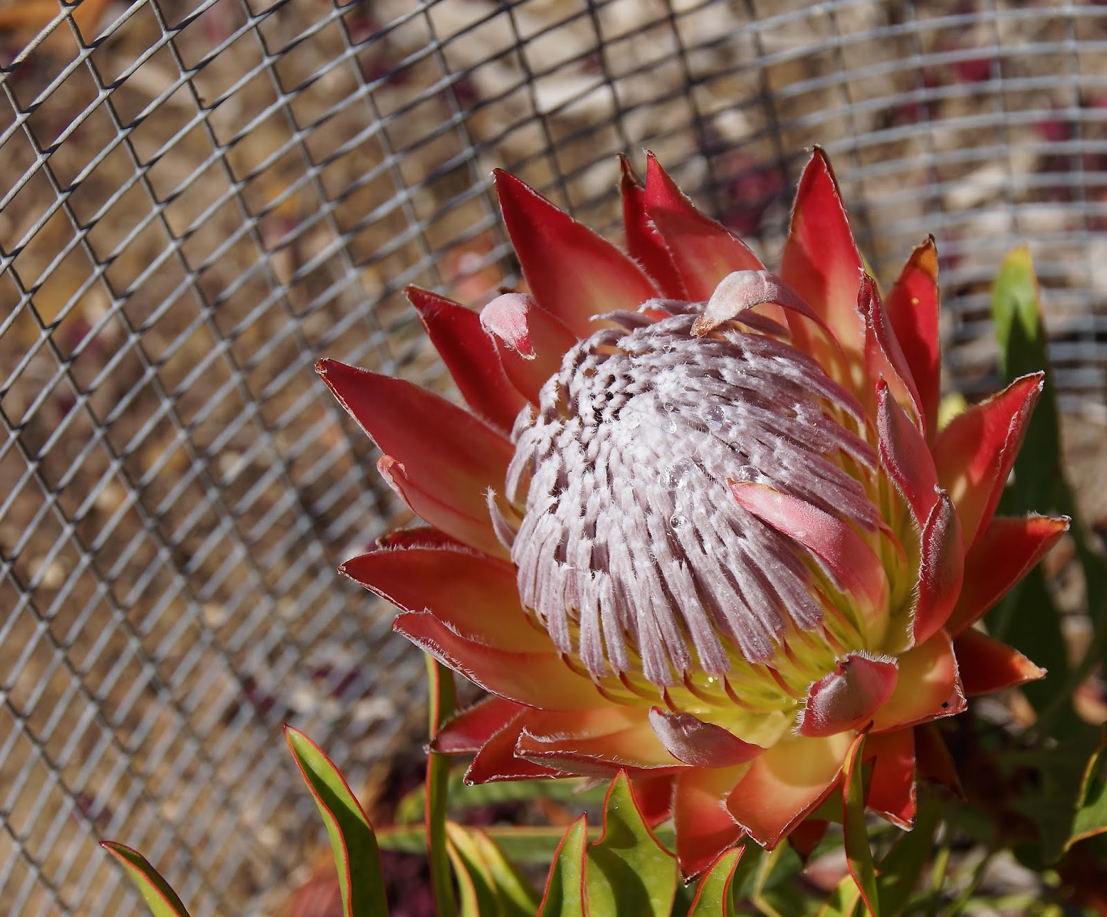 This Protea Is Prettier Than That Other Protea
