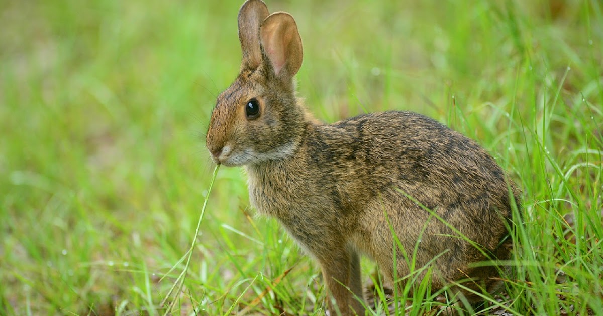 CONEJO COMÚN ~ Tecnólogo Veterinario Orienta