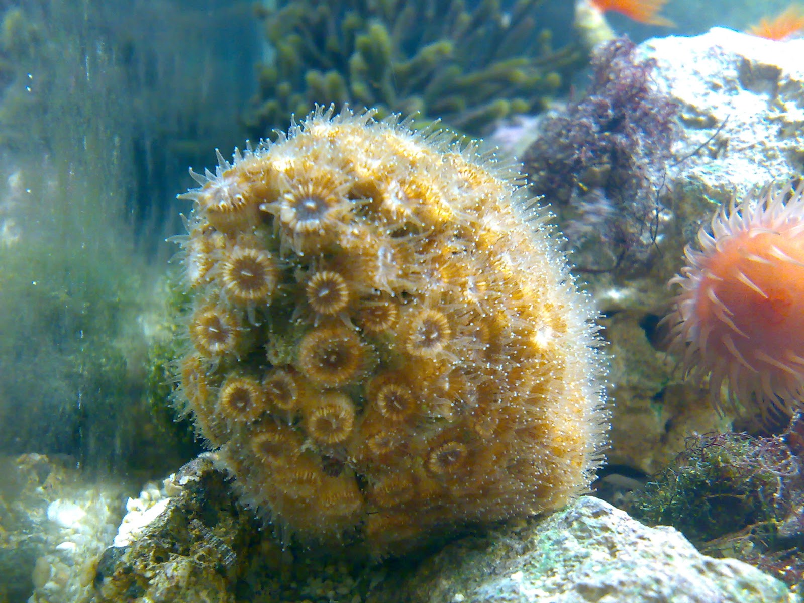 aqua-biotopes: Saltwater Biotope Aquarium