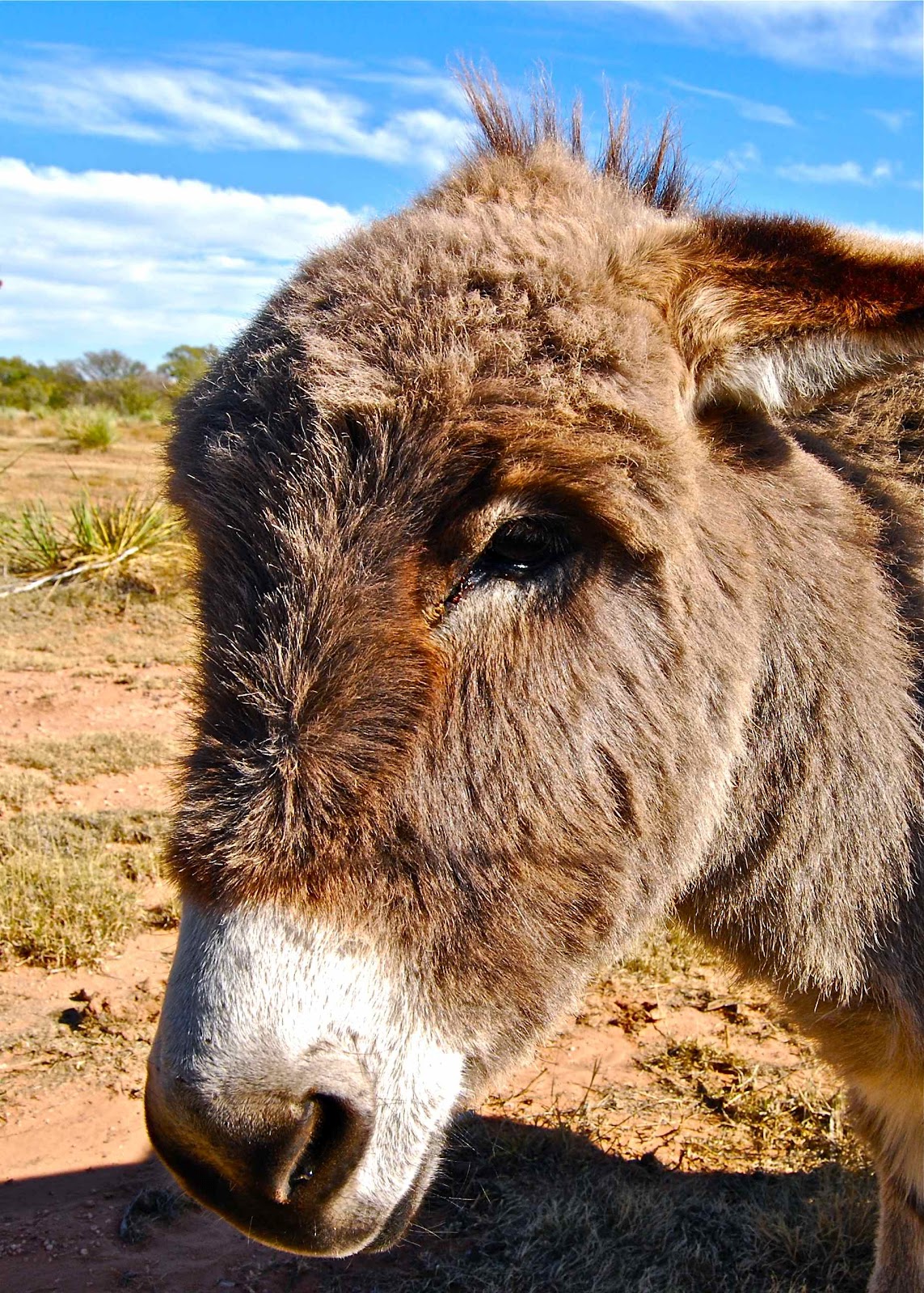 Poetry Of Spirit And Light: Wild Burro Hacienda