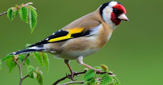 JILGUERO: JILGUERO = SIETECOLORES = COLORÍN = CARDELINA