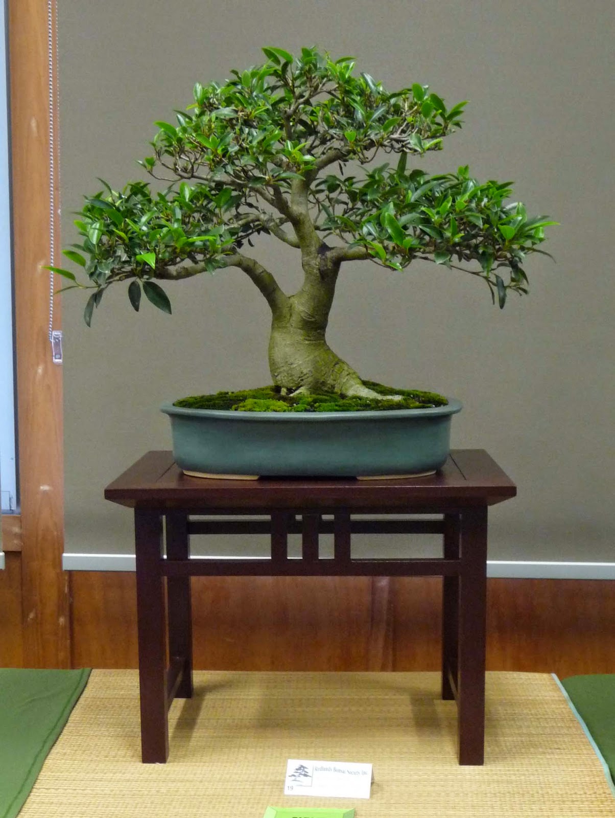 Stephen Cullum's Bonsai & Pottery: Post 150 Australian Native Bonsai ...