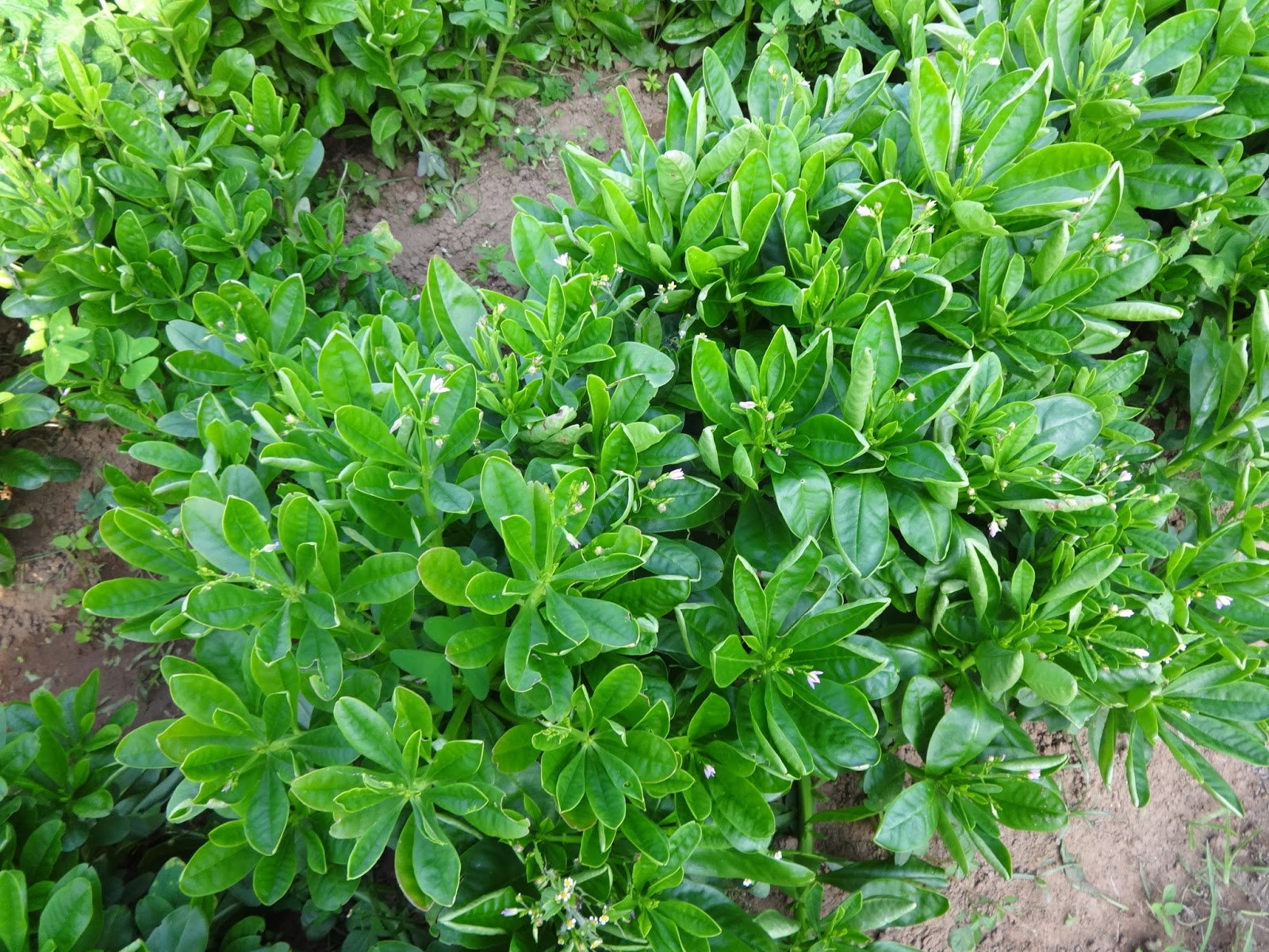 Herbs from Distant Lands: Talinum triangulare - Philippine Spinach ...