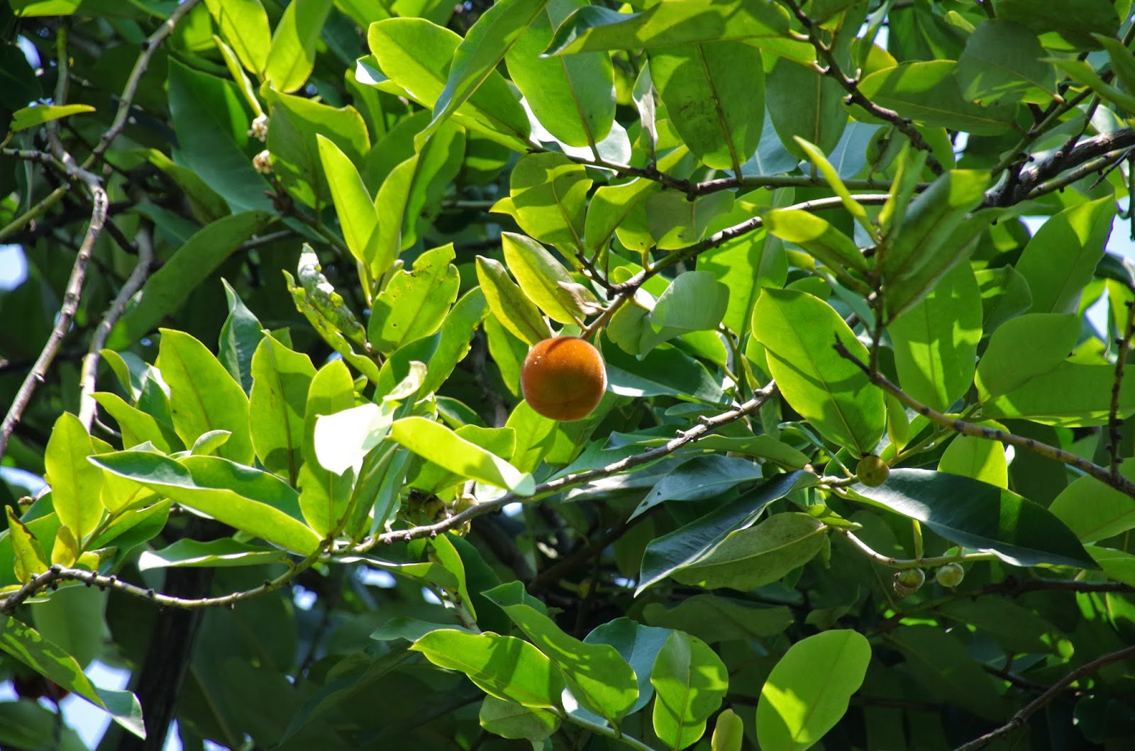 Trees and Plants: Butterfruit