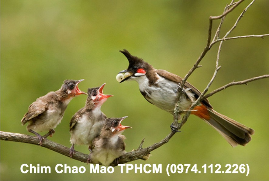 Chim Chao Mao TPHCM: VÌ SAO GỌI LÀ: CHIM CON, CHIM MÁ TRẮNG, CHIM BỔI ...