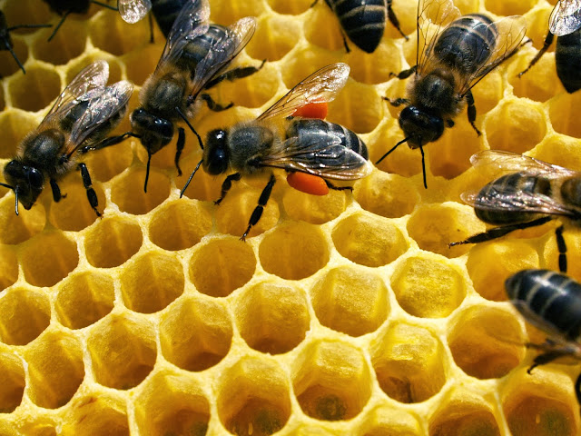 Corona Apicultores: TRATAMIENTO DE LA LOQUE AMERICANA POR TRANSFERENCIA ...