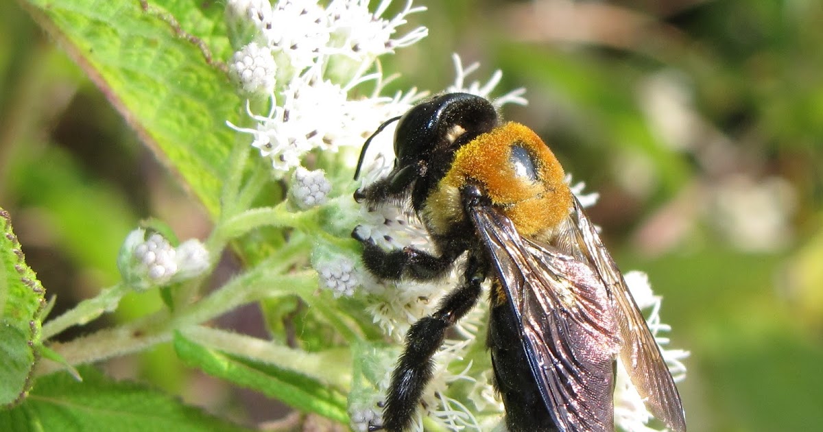 Bug Eric: World Bee Day....A Little "Bee"hind