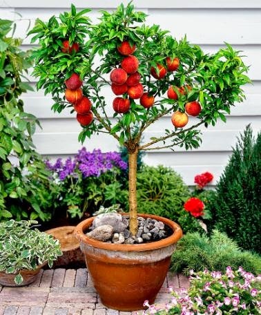 The best dwarf fruit trees to grow in pots #Fruit_Gardening