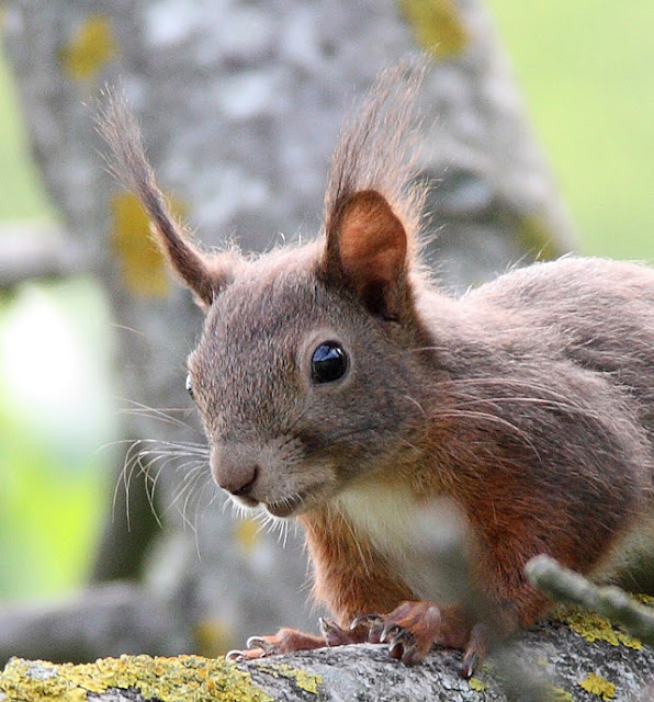Vjeverice / squirrels /-živahna i znatiželjna mala bića mogu biti ...