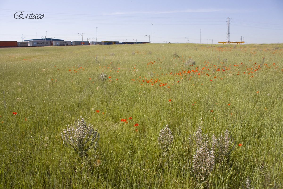 Mis encuentros con lo auténtico: Un paseo por la pradera I : la ...