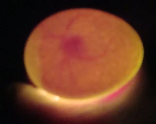 Let's Hatch Chicks! A Day-by-Day Egg Hatching Tutorial - Fresh Eggs ...