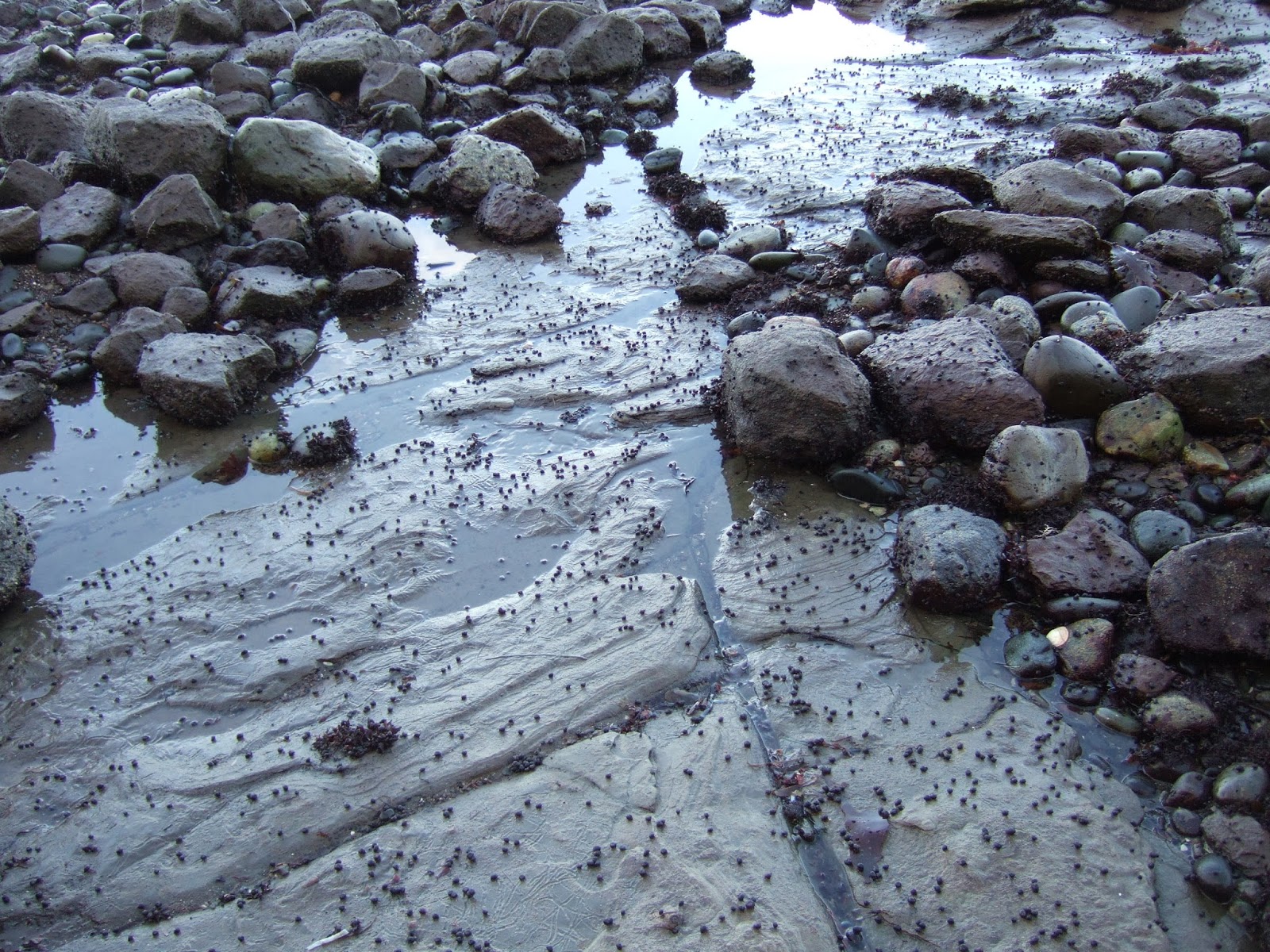 Reading the Washington Landscape: Curved Rock Piles on the Olympic ...