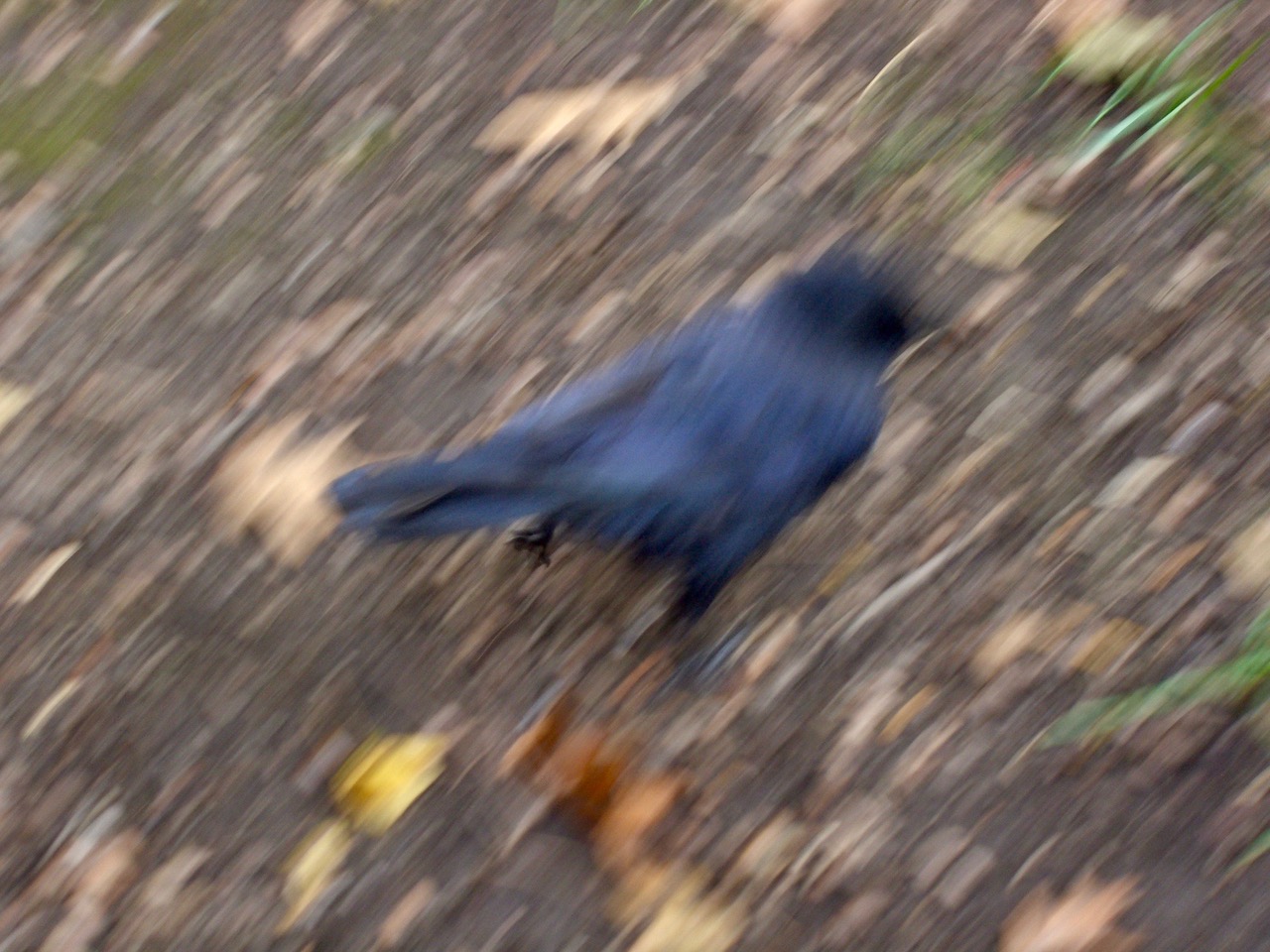 EV Grieve: Dark Bird