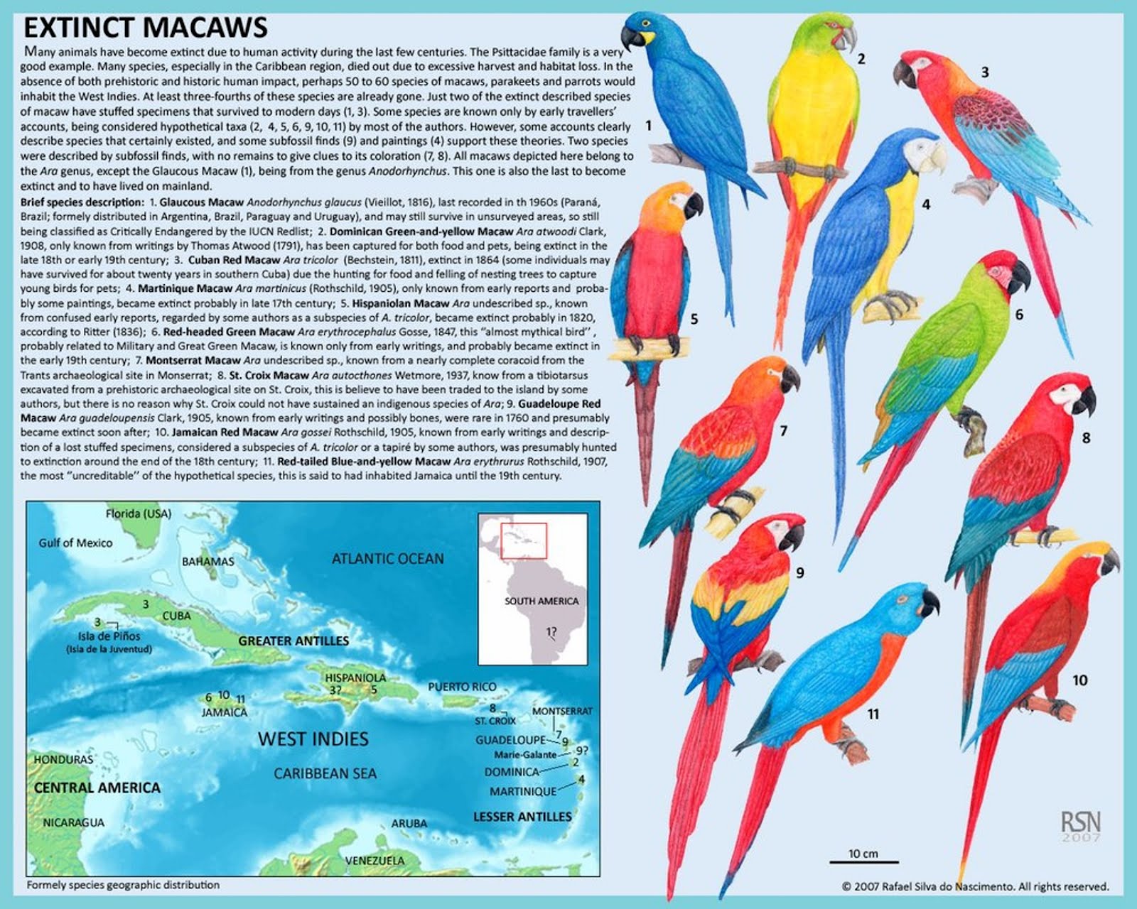ShukerNature: MYSTERY MACAWS OF THE WEST INDIES.