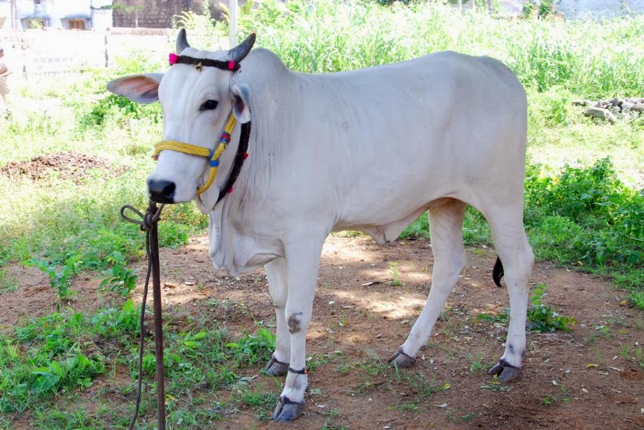 వ్యవసాయం: Ongole cattle