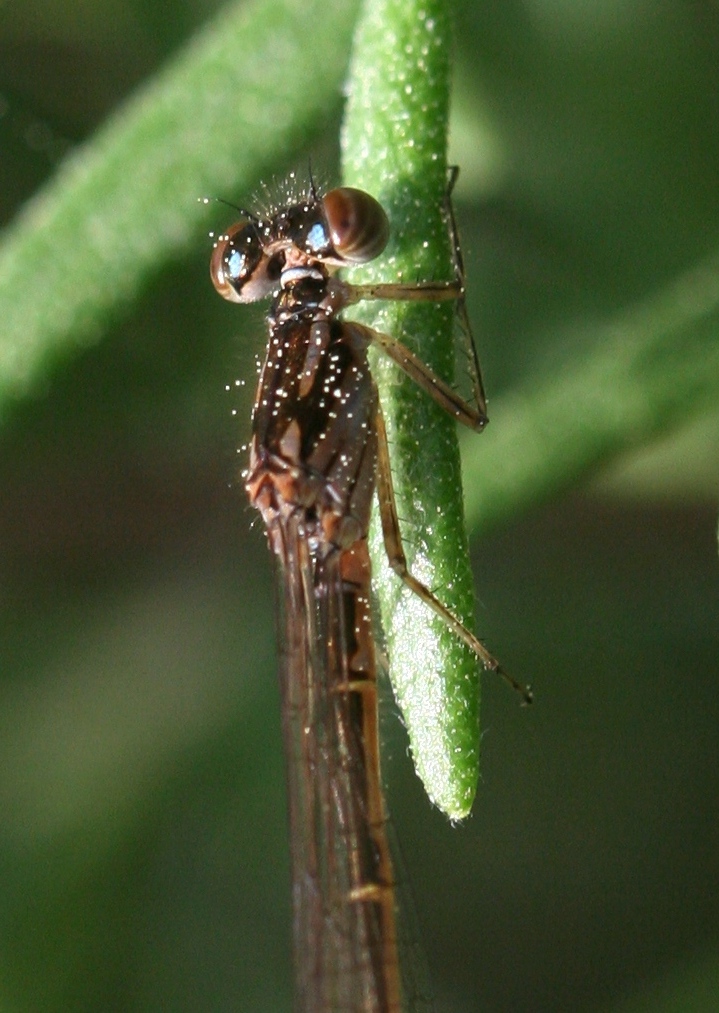 Banished's Bugs: Right Out of Jack Arnold