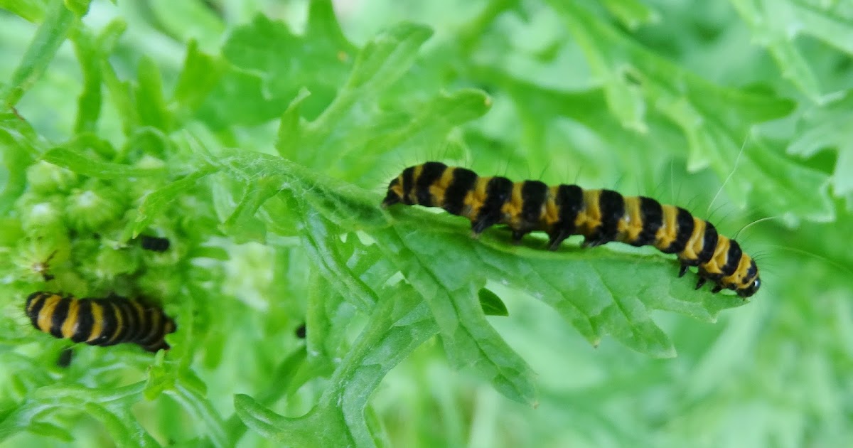 oog voor de natuur: Rups van de Sint-jacobsvlinder (Tyria jacobaea) op ...